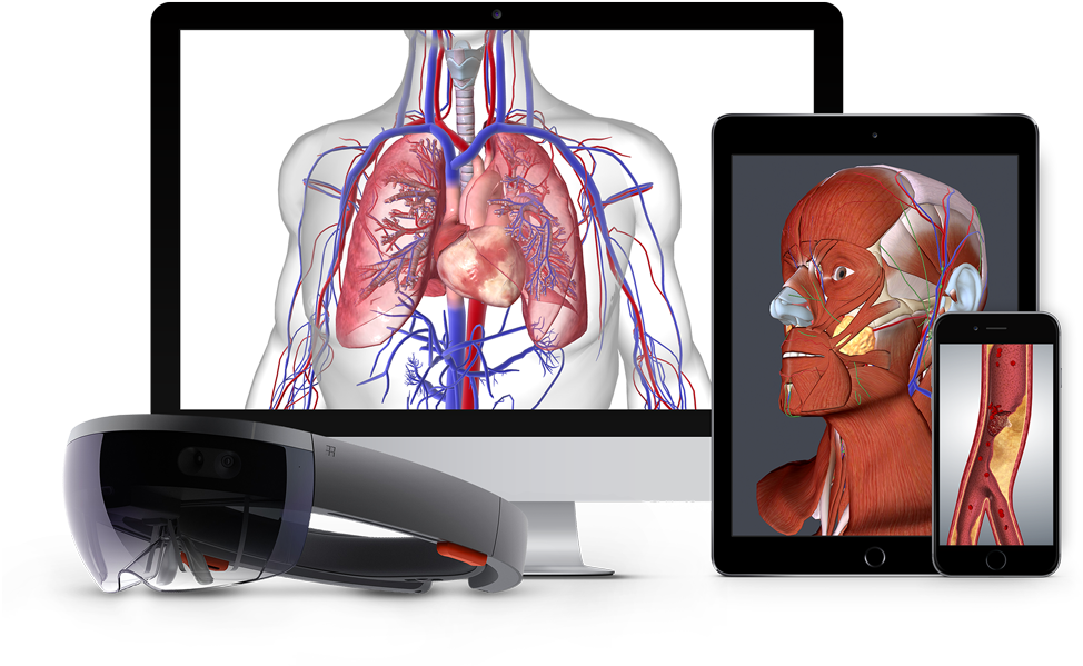 Human Body Png Clipart - Large Size Png Image - PikPng