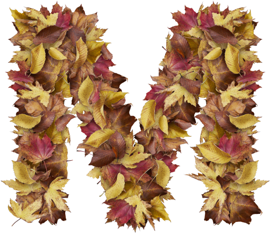 Letter M From Dry Leaves Clipart - Large Size Png Image - PikPng