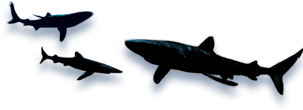 Shark Shadow Images - Shark Shadow Png Clipart - Large Size Png Image ...