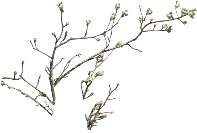 Twigs Sticker - Twig Clipart - Large Size Png Image - PikPng