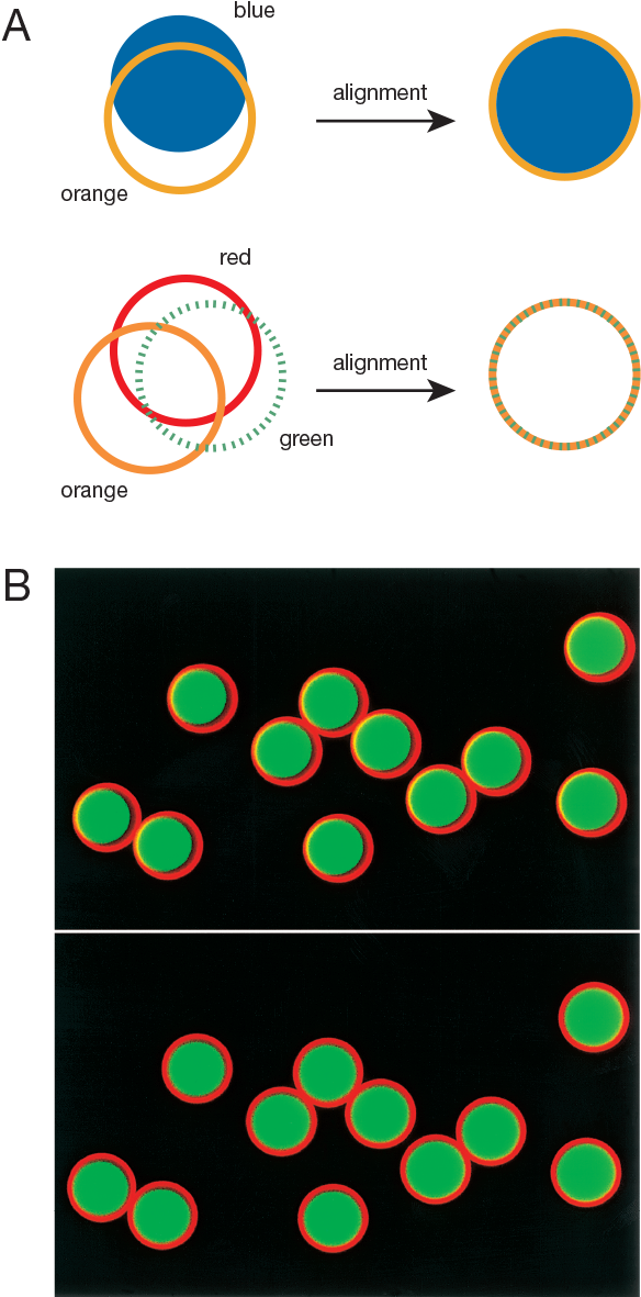 Focalcheck Microspheres For Confocal Laser-scanning Clipart - Large ...