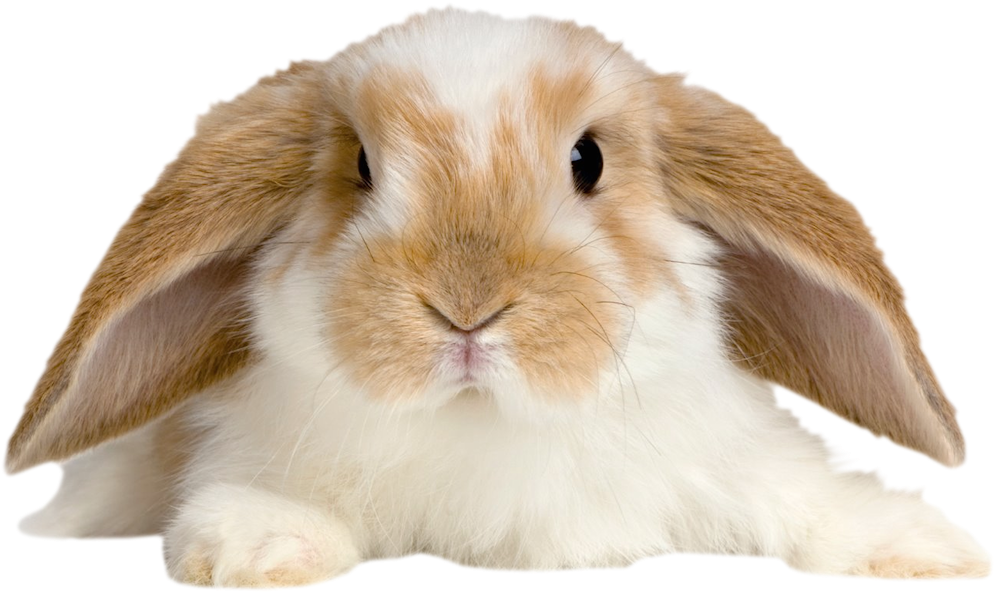 Cute Rabbit Png Clipart - Large Size Png Image - PikPng