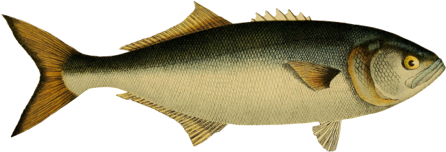 Blue Fish Clipart - Large Size Png Image - PikPng