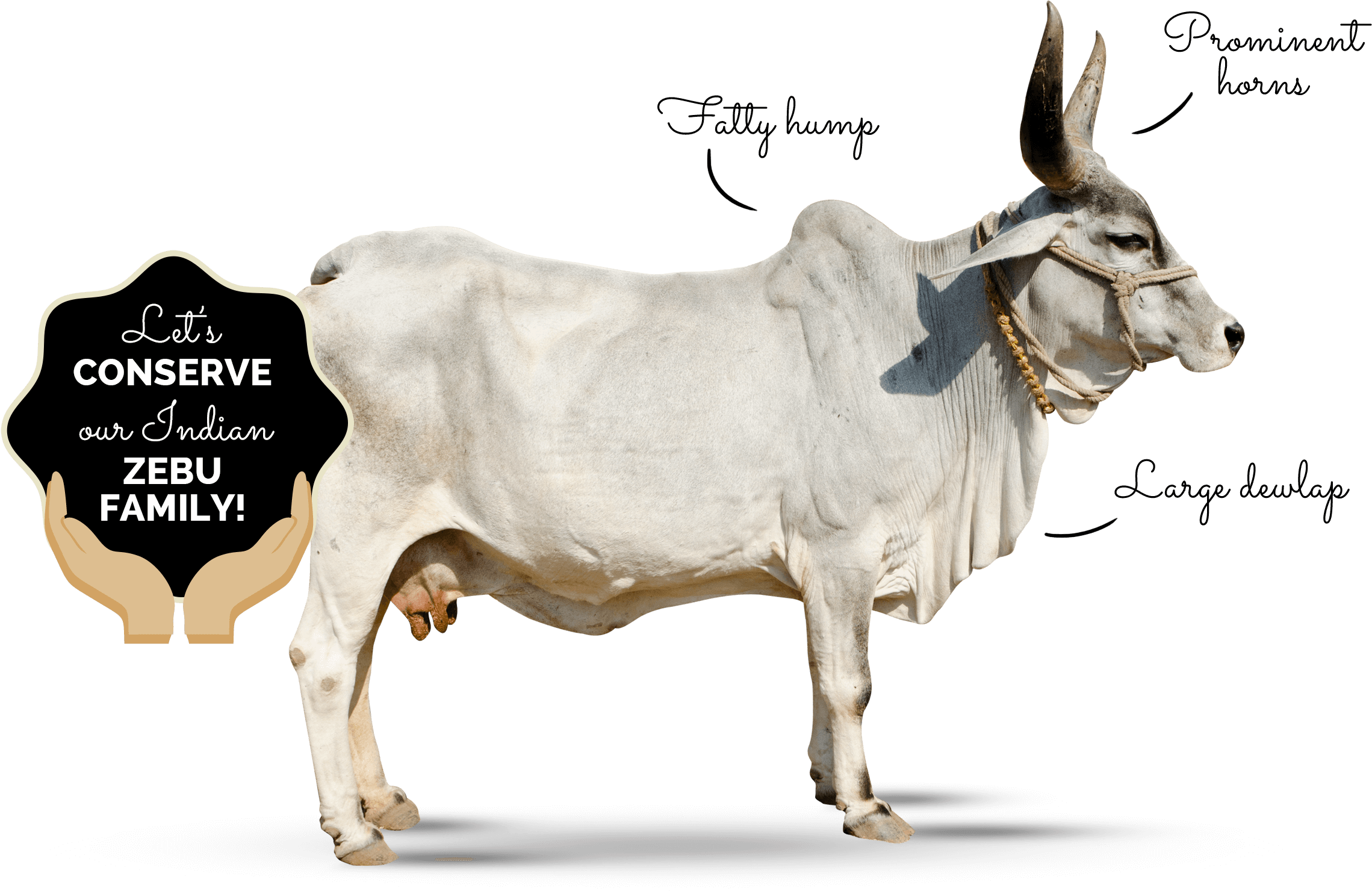 Why-zebu - Donkey Clipart - Large Size Png Image - PikPng