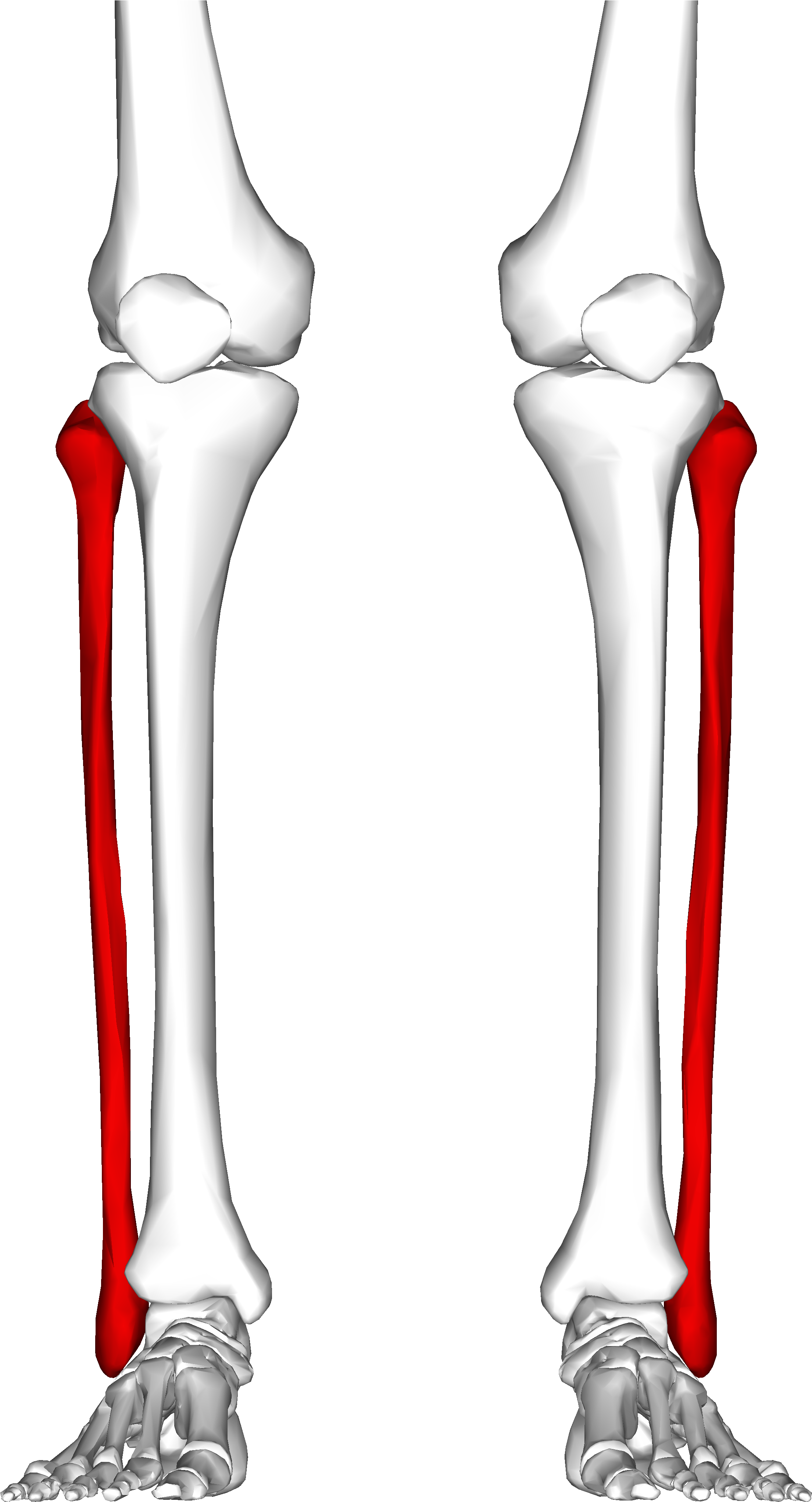 Figure 1 Where The Fibula Is Located In Humans - Fibula Gif Clipart ...