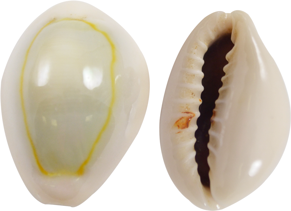 Ring Top Cowrie Shells Clipart - Large Size Png Image - PikPng