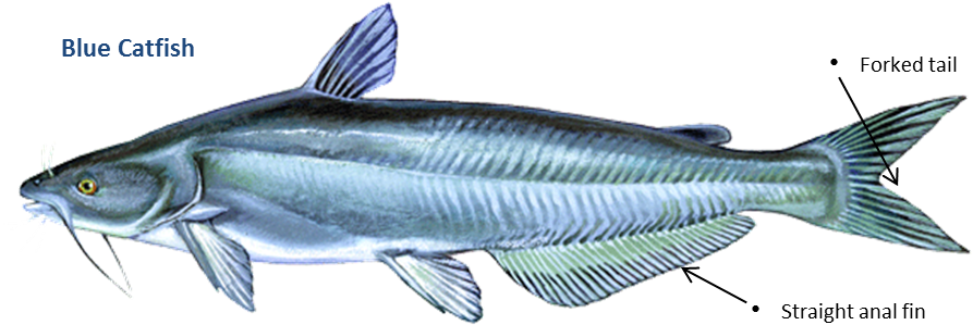 Blue Catfish Clipart - Large Size Png Image - PikPng