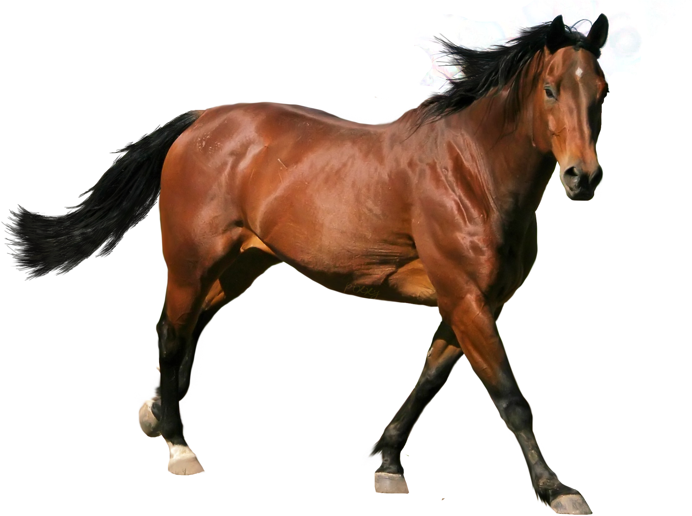 Caballo Percheron PNG