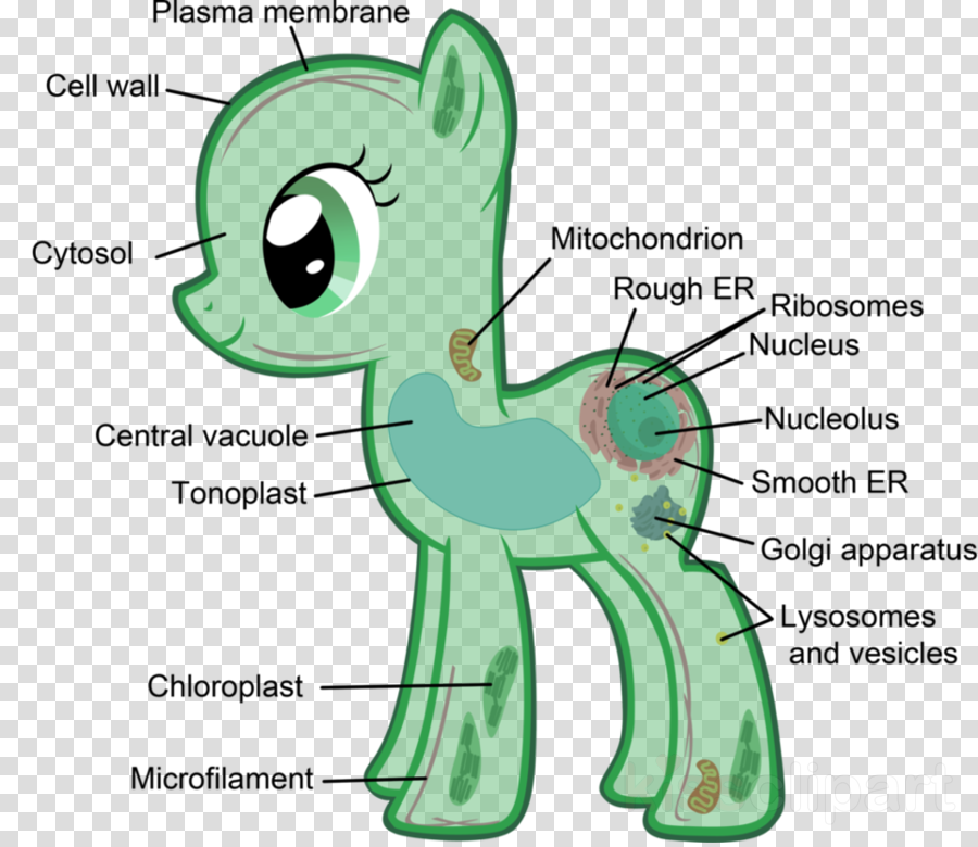 Eukaryotic Cells My Little Pony Clipart Plant Cell - Png Download ...