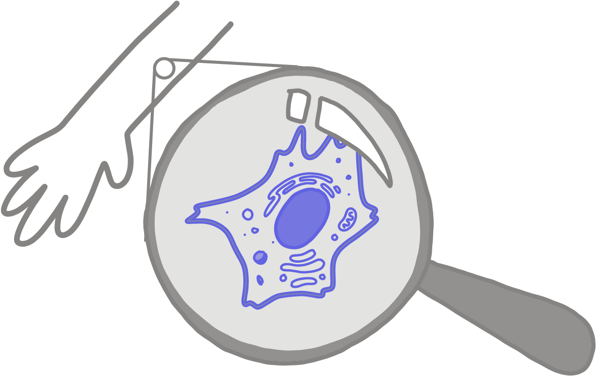 Somatic Cells Clipart - Large Size Png Image - PikPng