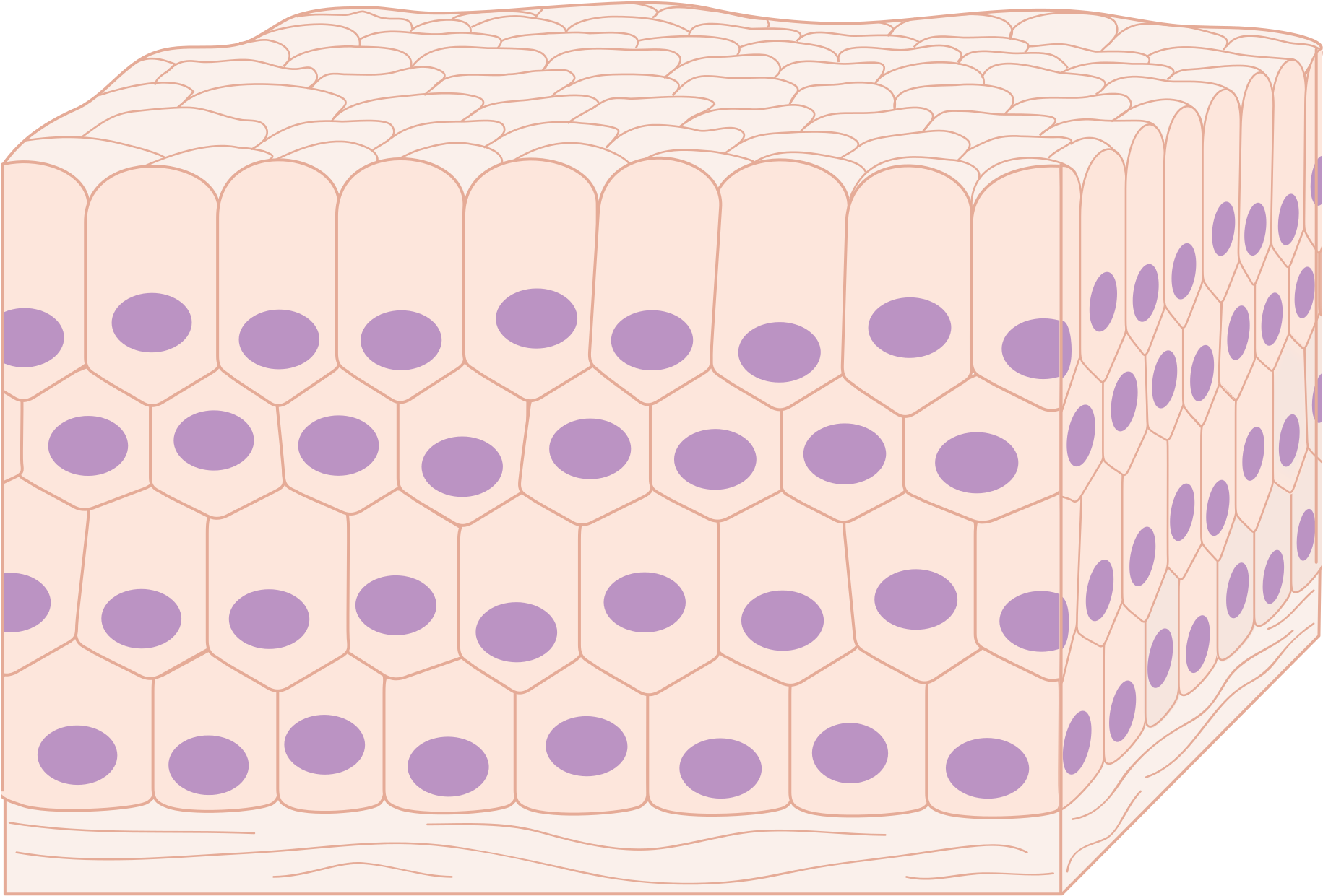 Tissue Png - Tissues In The Body Png Clipart - Large Size Png Image ...