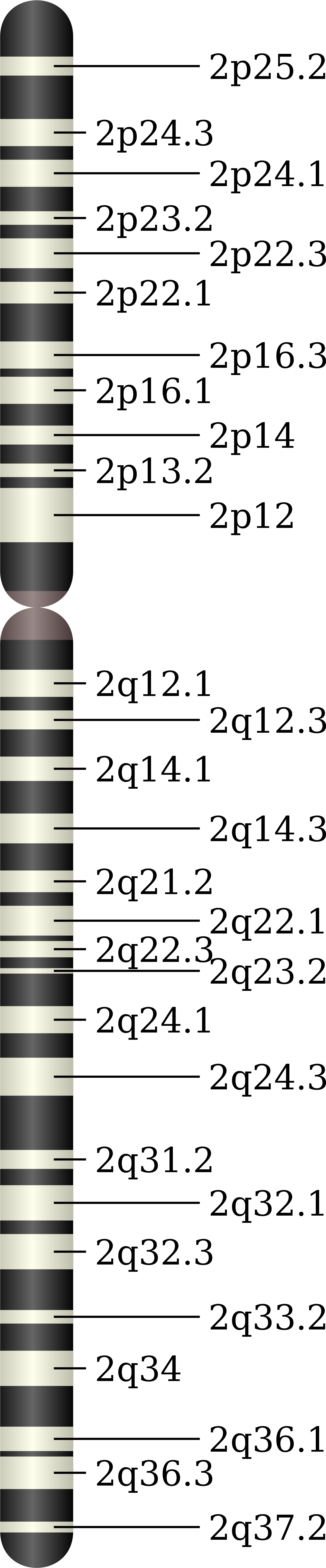 Chromosome - Cromosoma 5 Clipart - Large Size Png Image - PikPng