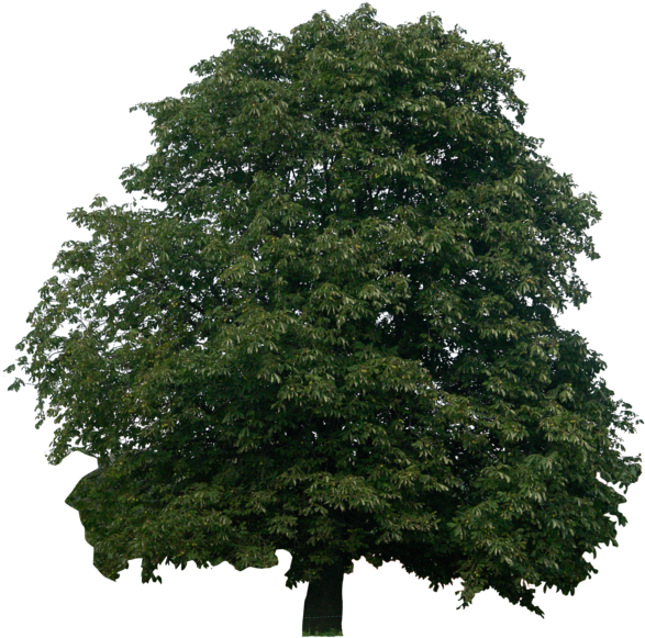 Larch Clipart - Large Size Png Image - PikPng