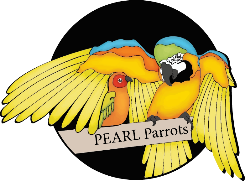 Pearl Parrot Clipart - Large Size Png Image - PikPng