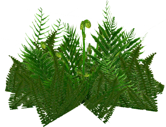 Ferns Png Clipart - Large Size Png Image - PikPng