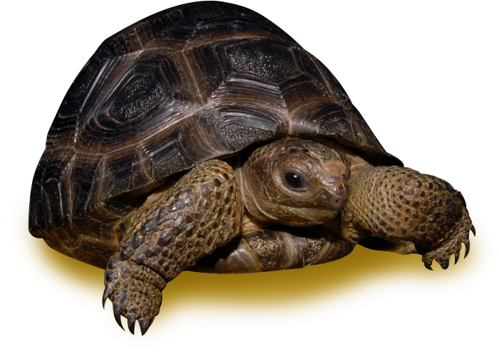 Download 35 Pound Tortoise , Png Download Clipart Png Download - PikPng