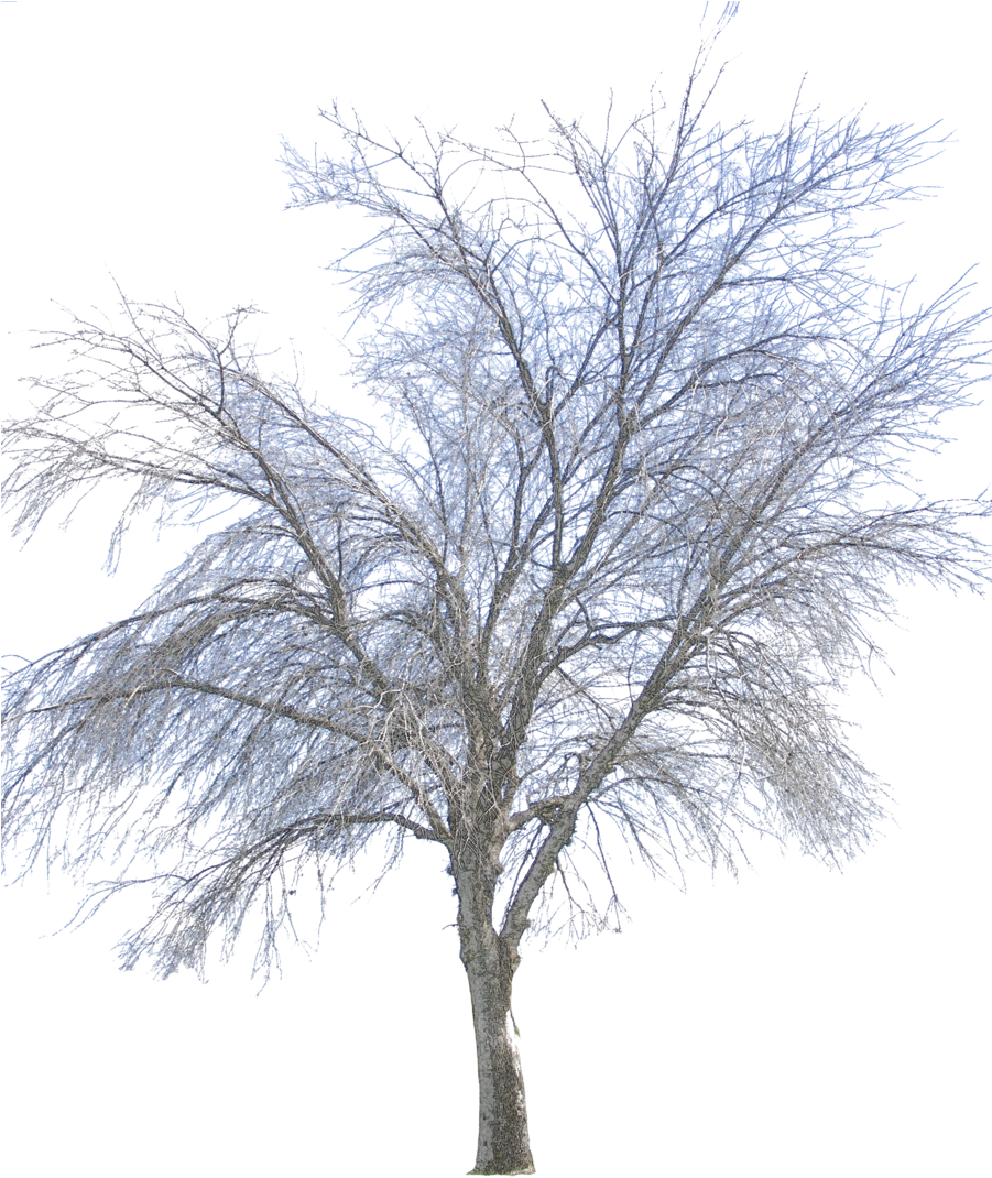 Vector Png - Winter Tree Png Transparent Clipart - Large Size Png Image ...