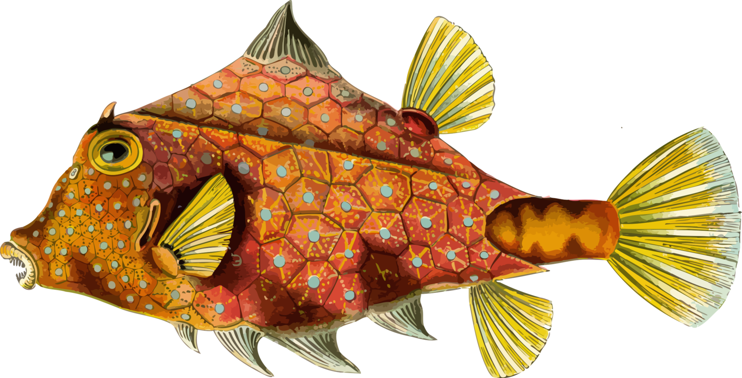 Art Forms In Nature Bony Fishes Yellow Boxfish Rainbow - Ernst Haeckel ...