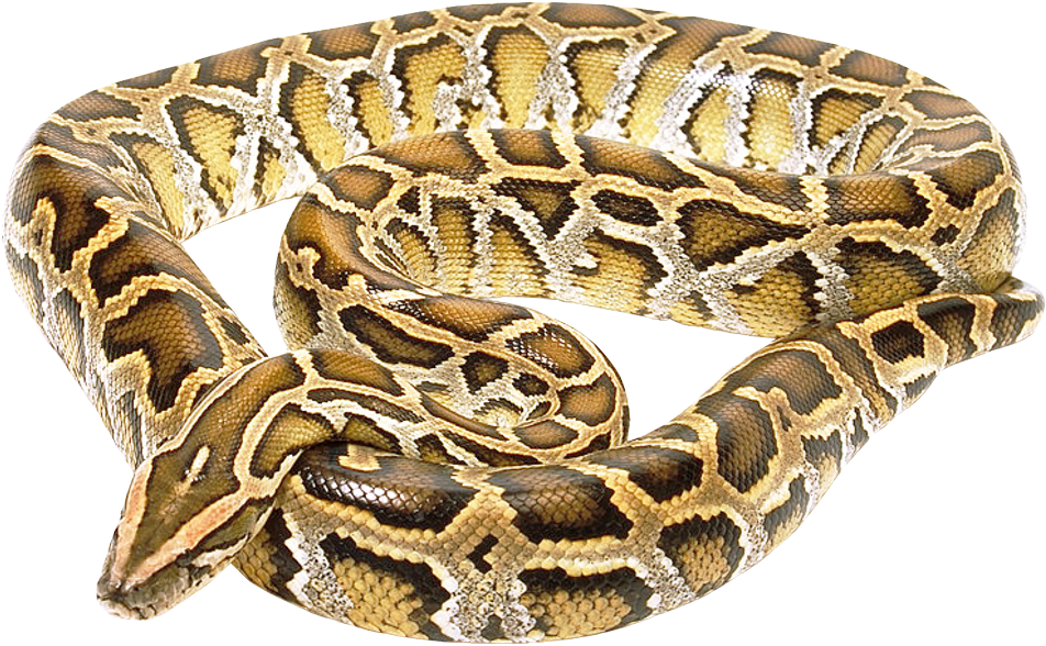 Free Png Download Snake Png Images Background Png Images - Burmese ...