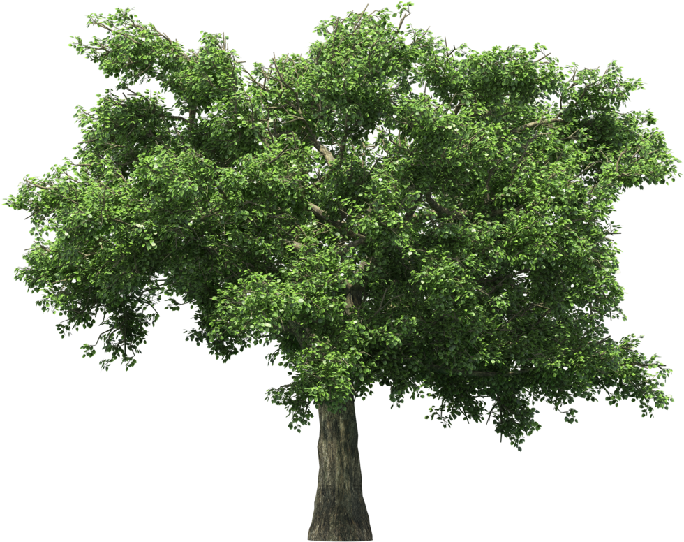 Apple Tree Without Apple Clipart - Large Size Png Image - PikPng
