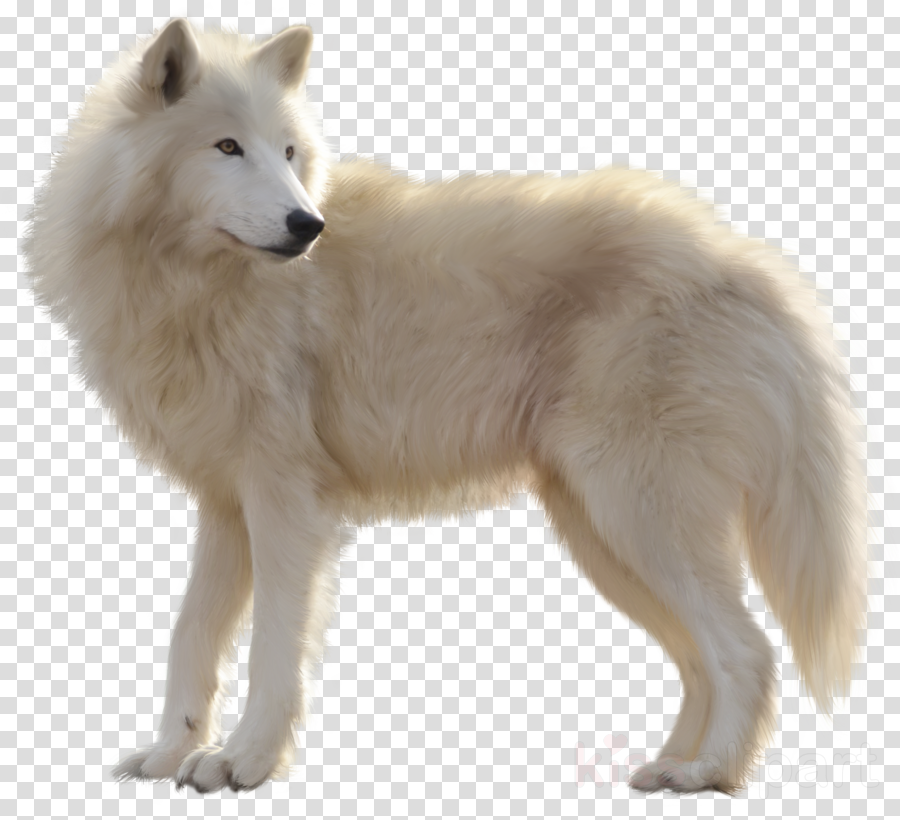 Download White Wolf Png Clipart Arctic Wolf Clip Art - Canadian Eskimo ...