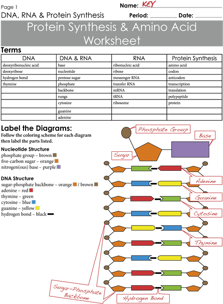 Protein Synthesis Model Worksheet