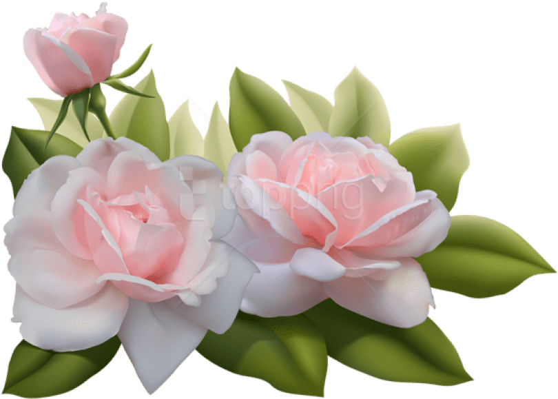 Free Png Beautiful Three Pink Roses Png Images Transparent - Png Three ...