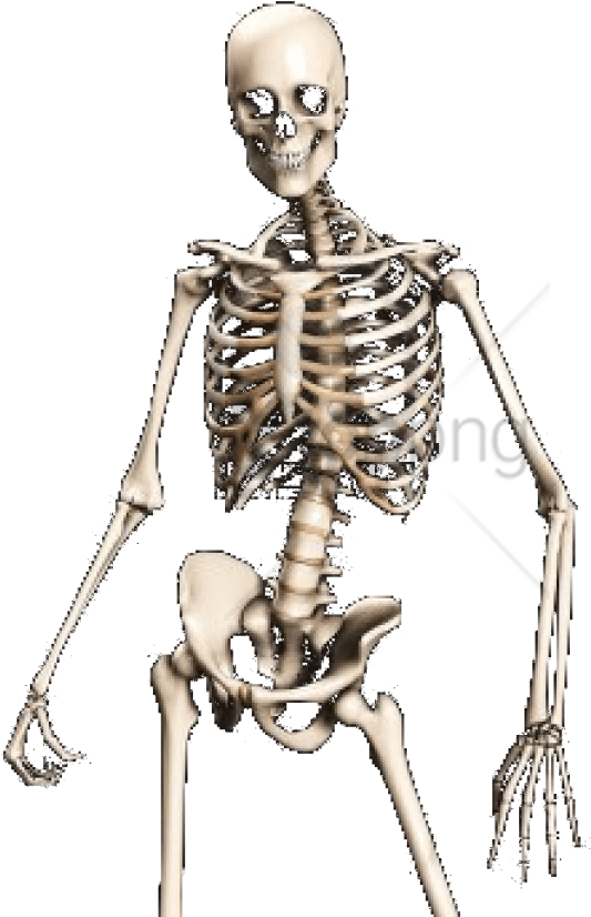 Free Png Free Icons - Skeleton Body Png Transparent Clipart - Large ...