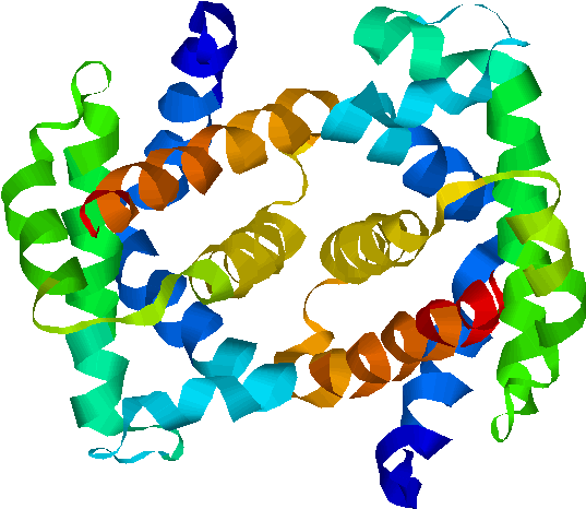 Fetal Hemoglobin - Fetal Hemoglobin Structure Clipart - Large Size Png ...