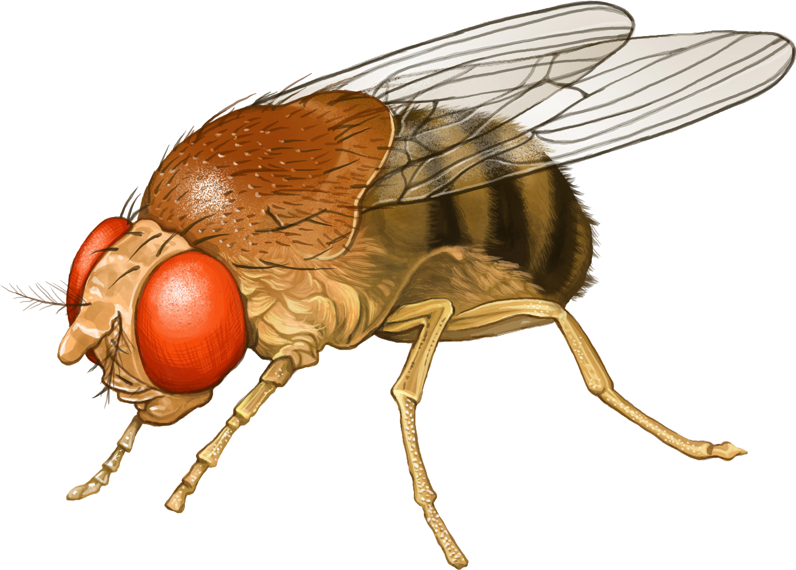 Download Fly, Insect, Insect Wing, Pollinator Png Image With - Mosca ...