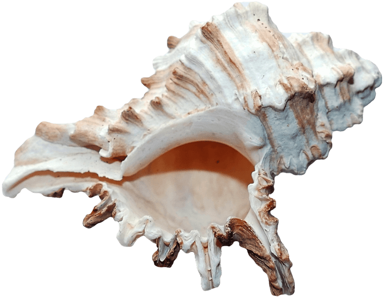 Free Png Ocean Sea Shell Png Images Transparent - Ocean Shell Png ...