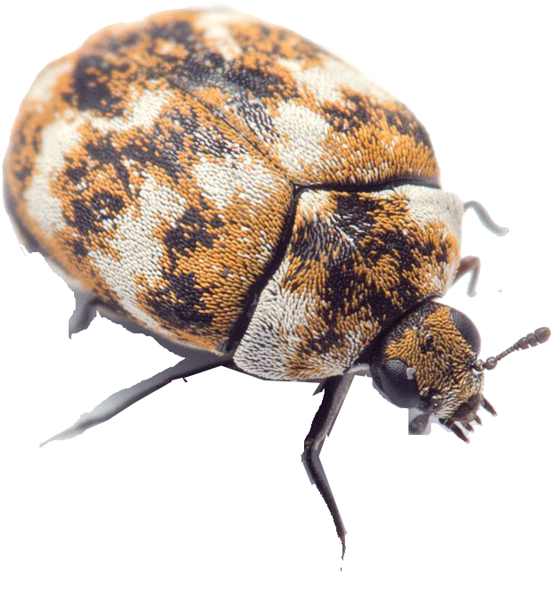 Cloth Eating Bugs Clipart - Large Size Png Image - PikPng