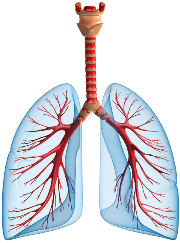 Respiratory System Clipart - Large Size Png Image - PikPng