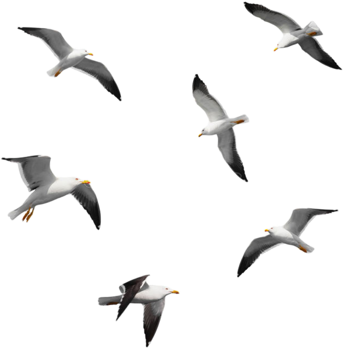 Download Seagulls Sticker - Seagulls Flying Isolated Clipart Png Download - PikPng