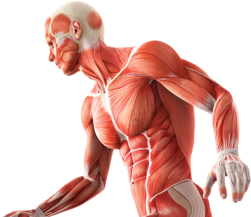 Anatomy And Physiology - Anatomy And Physiology Png Clipart - Large ...