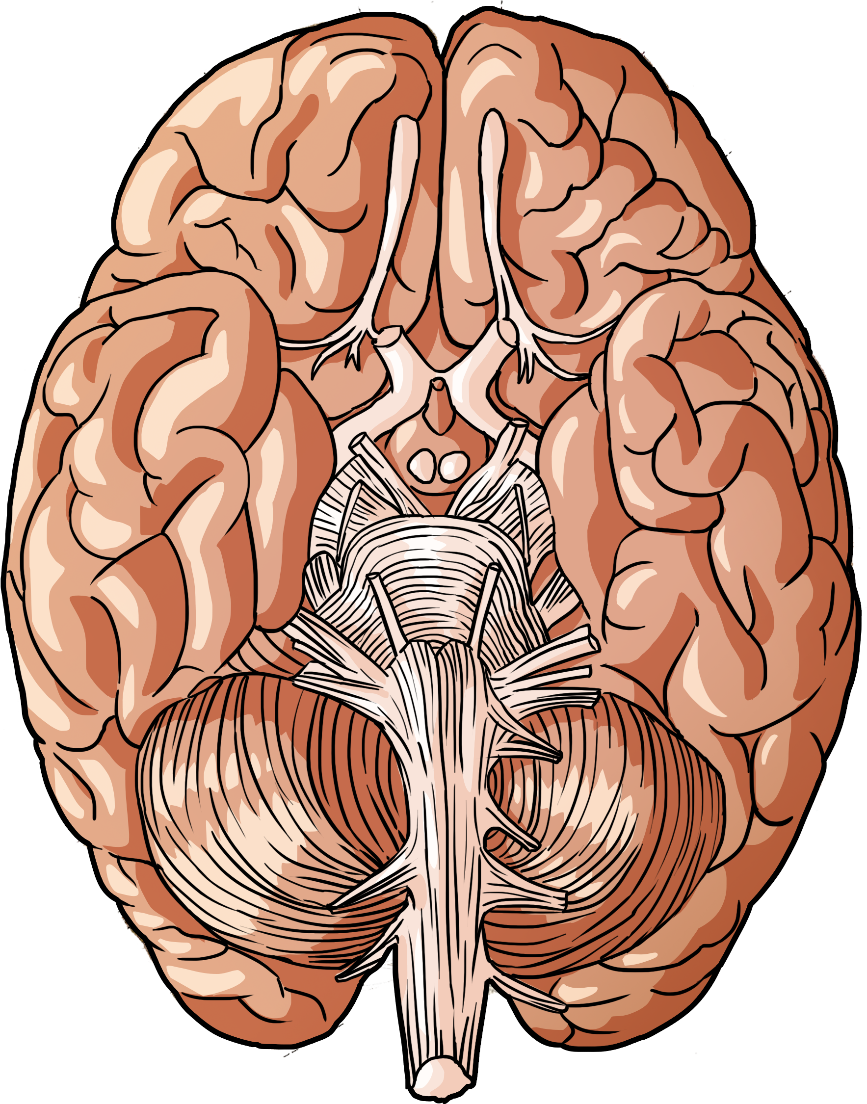 Brain 3 - Parts Of Human Body Png Clipart - Large Size Png Image - PikPng