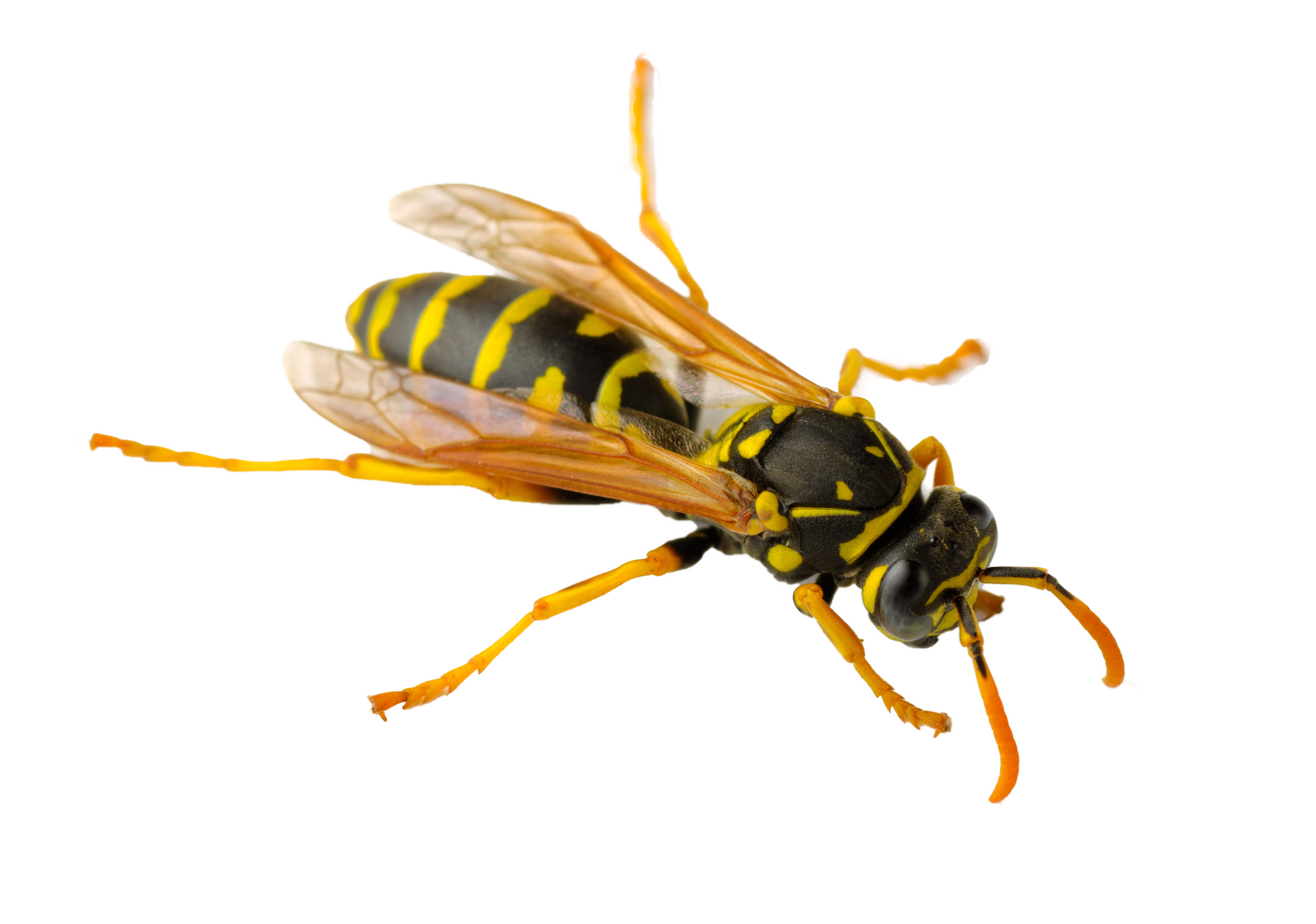 Download Wasp Png - Yellow And Black Wasp Australia Clipart Png ...