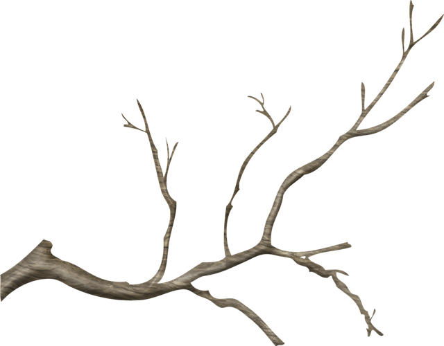 Download Jpg Free Stock Branch Transparent Tree Limb - Tree Branches ...