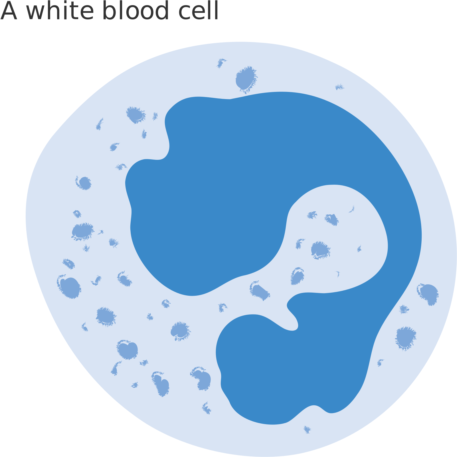 White Blood Cell Png - White Blood Cell Clipart - Large Size Png Image ...
