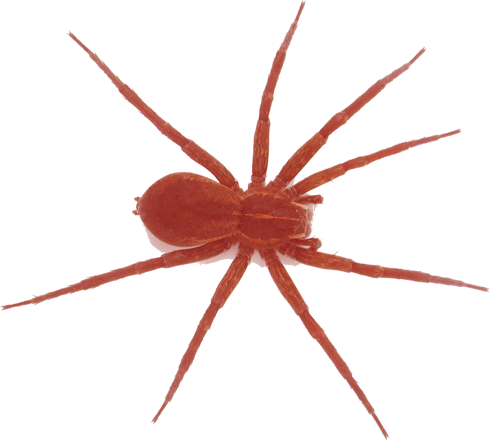 Spider , Png Download - Spider Identification Clipart - Large Size Png ...
