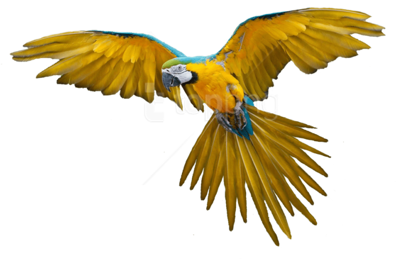 Free Png Download Birds Png Images Background Png Images - Yellow ...
