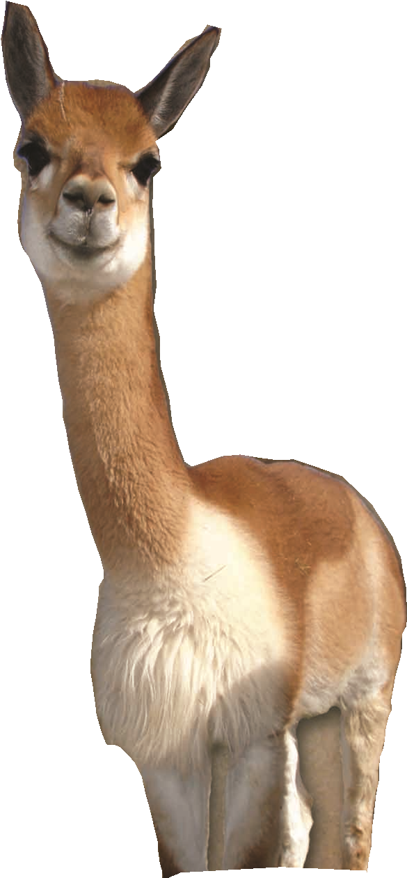 Alpaca Png - Vicuña Png Clipart - Large Size Png Image - PikPng