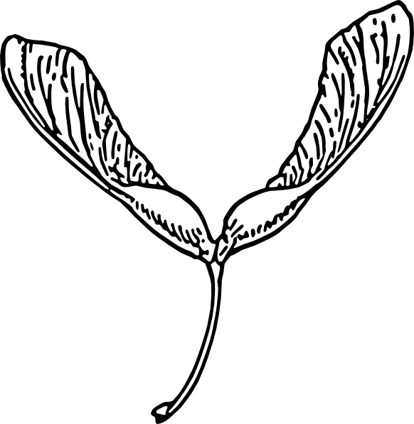 Seeds Clipart Drawn - Maple Seed Clip Art - Png Download - Large Size ...