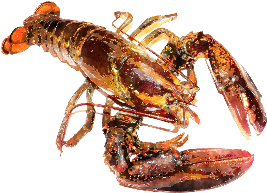 Download Lobster Animals Png Transparent Images Transparent - Lobster ...