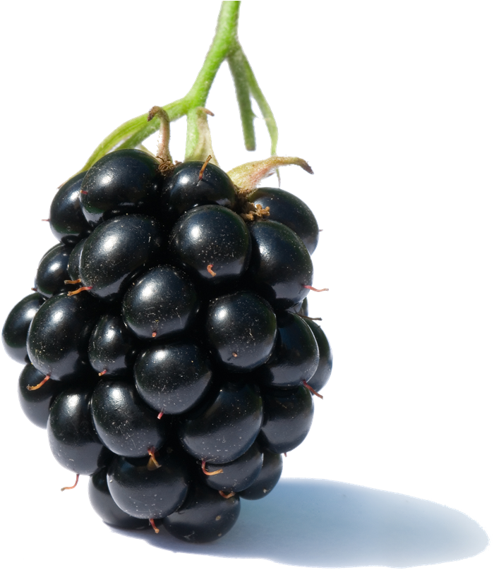 Blackberry Fruit Png Clipart - Blackberry Fruit Transparent Png - Large ...