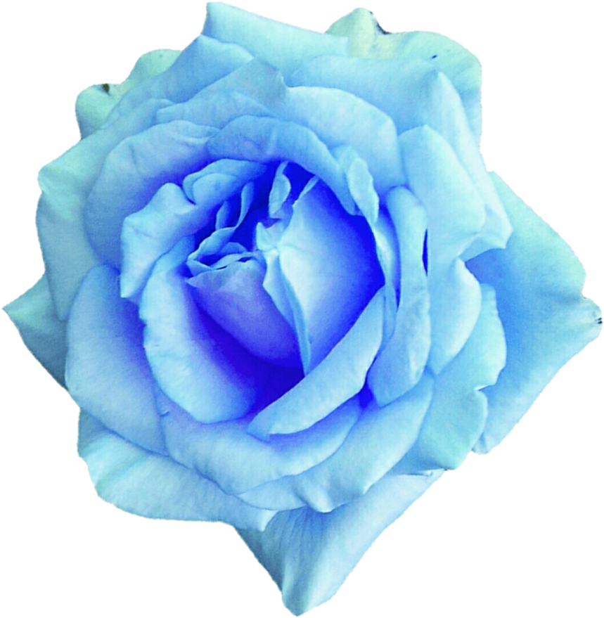 Blue Rose Clipart - Large Size Png Image - PikPng