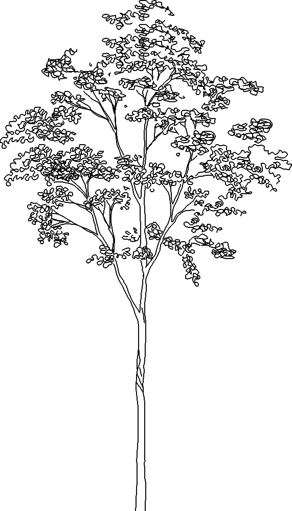 Tree - Tree Line Drawing Png Clipart - Large Size Png Image - PikPng