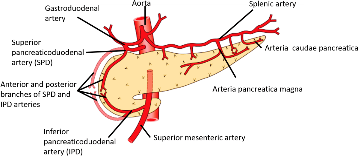 Pancreas Blood Supply Clipart - Large Size Png Image - PikPng