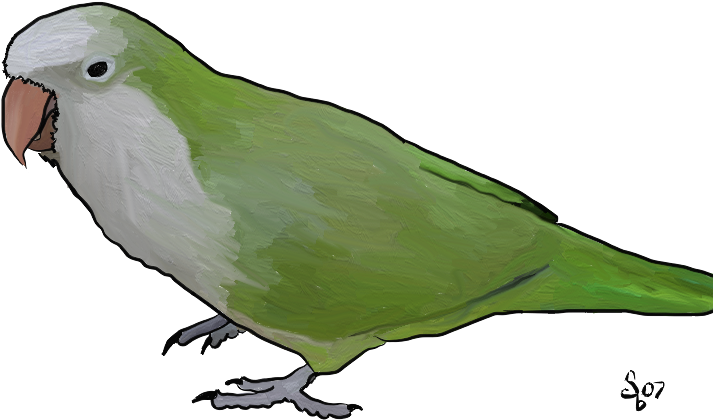 Quaker On White - Quaker Parrot Png Clipart - Large Size Png Image - PikPng