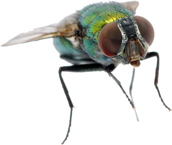 Water Fly Clipart - Large Size Png Image - PikPng